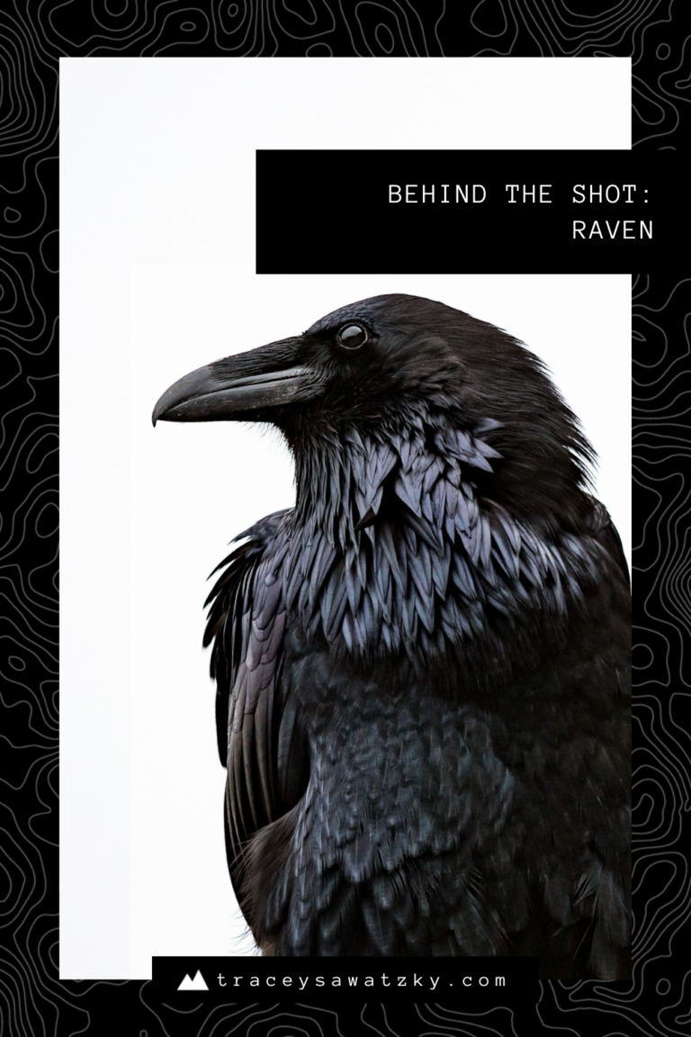 BEHIND THE SHOT: RAVEN – Tracey Sawatzky