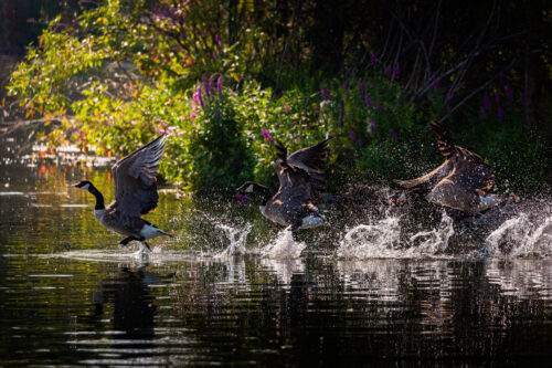 PHOTO ESSAY: A WILD GOOSE CHASE – Tracey Sawatzky