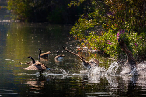 PHOTO ESSAY: A WILD GOOSE CHASE – Tracey Sawatzky
