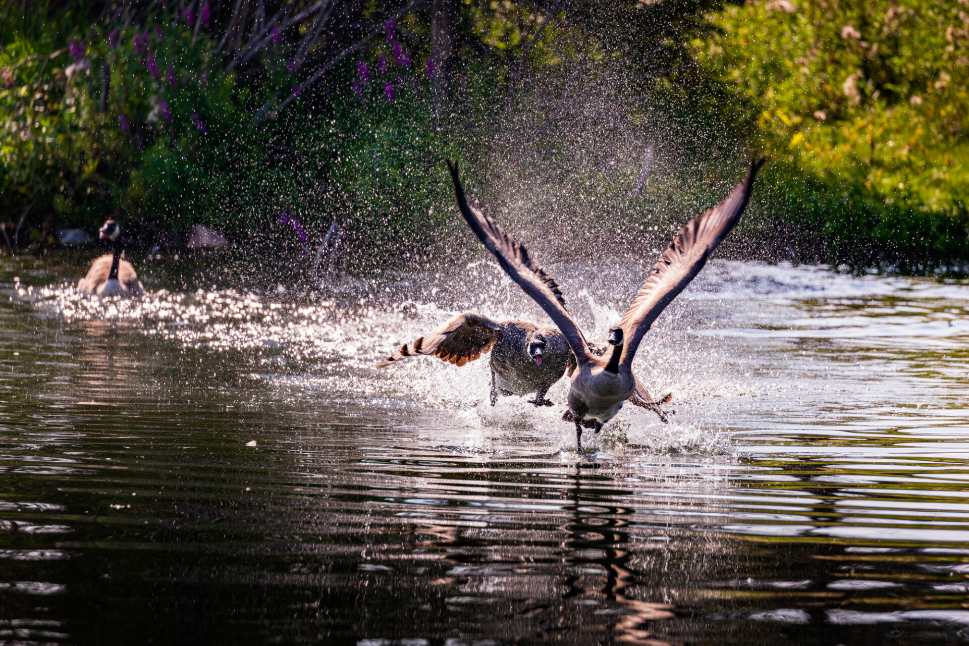 PHOTO ESSAY: A WILD GOOSE CHASE – Tracey Sawatzky