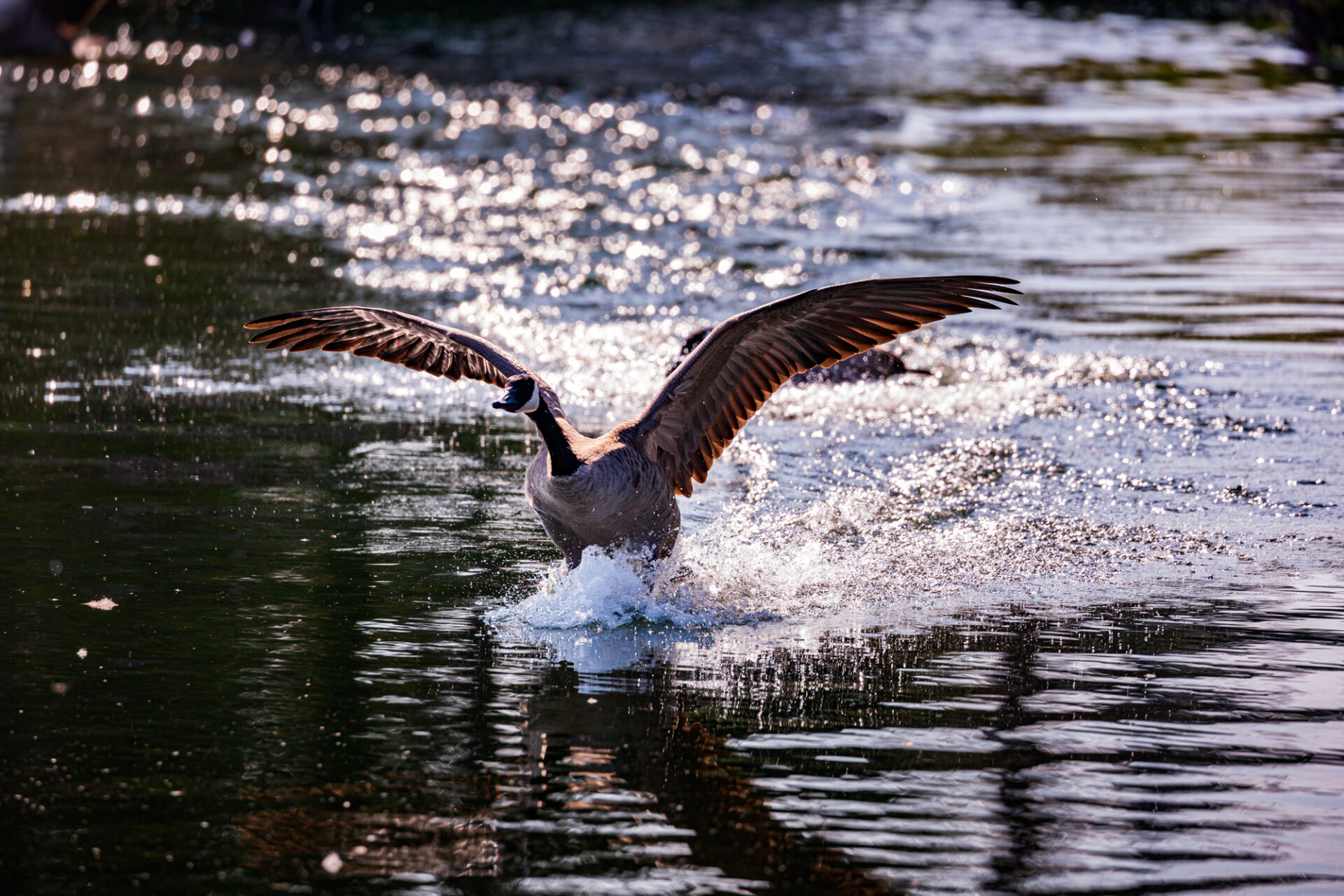 PHOTO ESSAY: A WILD GOOSE CHASE – Tracey Sawatzky