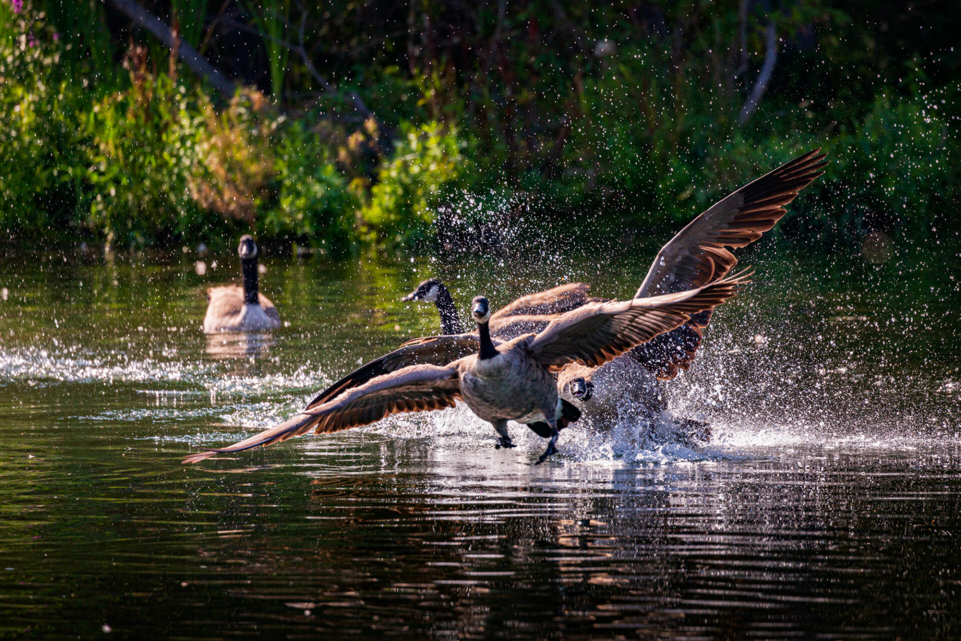 PHOTO ESSAY: A WILD GOOSE CHASE – Tracey Sawatzky