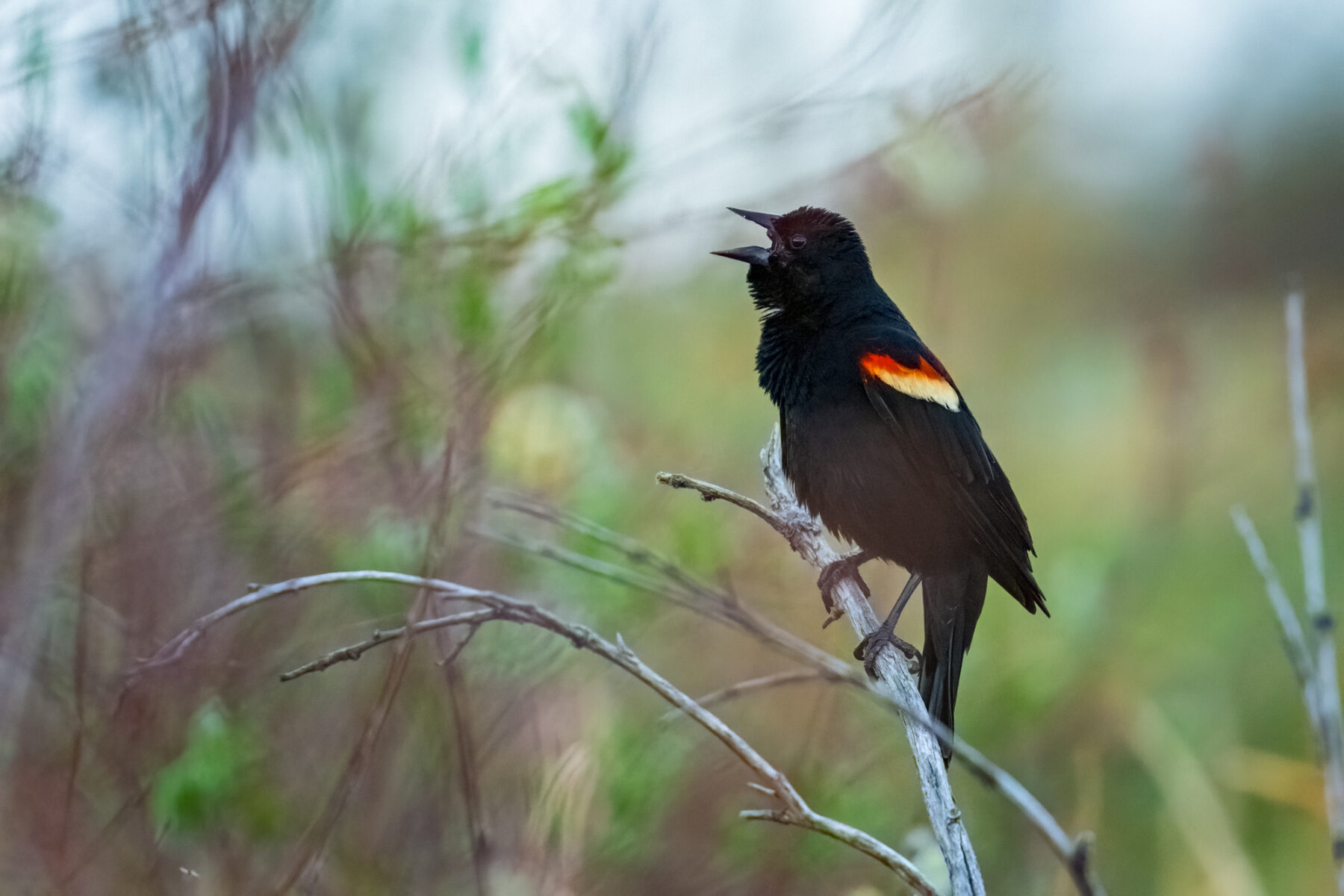 BIRDING EVERY DAY FOR THE MONTH OF MAY – Tracey Sawatzky